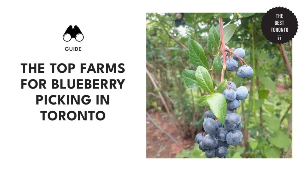 Guide to the Berry Best Blueberry Picking Spots in Toronto [2026]
