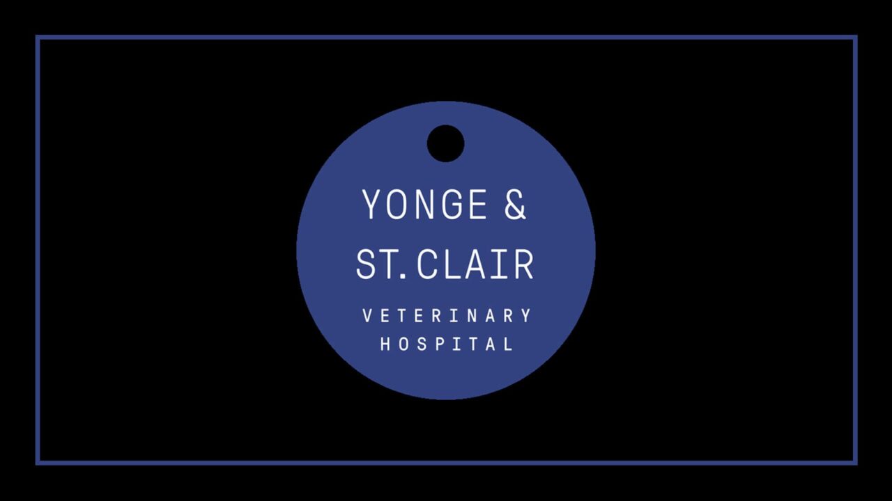 6 Leading Veterinarians in Toronto for Quality Pet Care [2026 ]